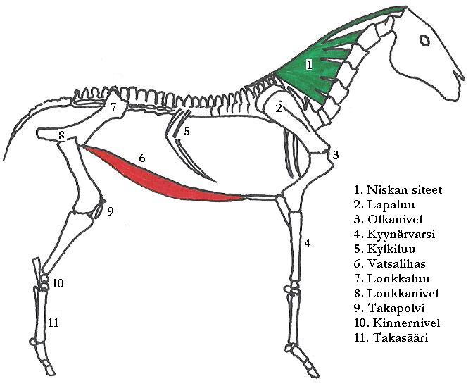 Ratsun muoto – miten ratsuhevosen tulee kantaa itseään ja ratsastajaa ...